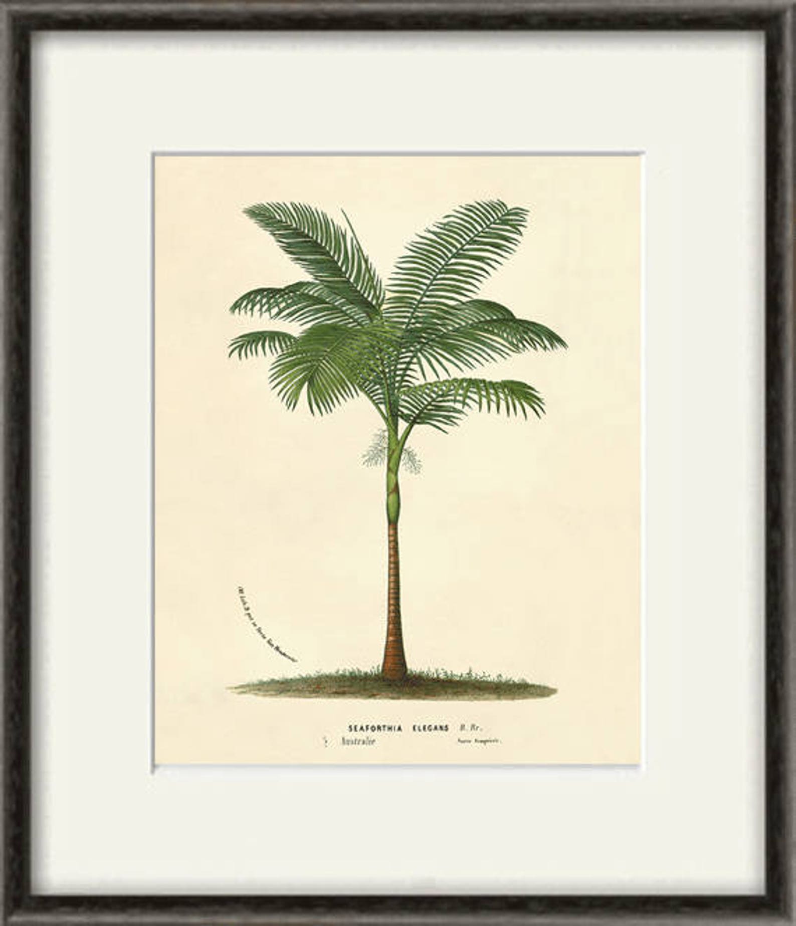 Palm Tree Art Print Antique Botanical Art Prints Home Decor - Etsy