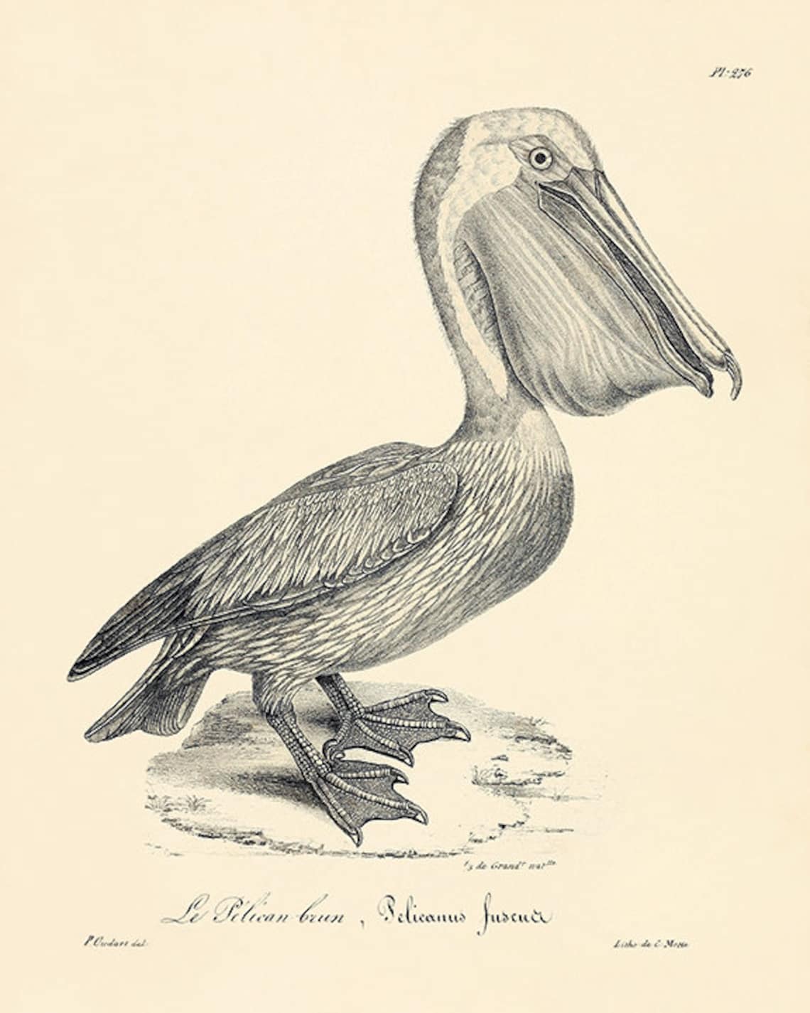 Pelican Art Print Bird Print Nature Print Antique Prints - Etsy