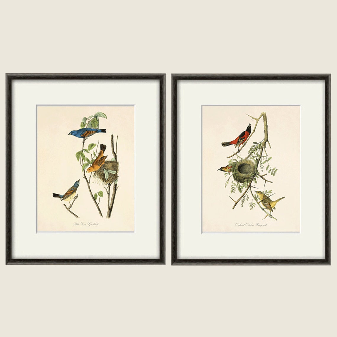Antique Bird Print Set Bird Art Print Set Antique Prints Bird - Etsy