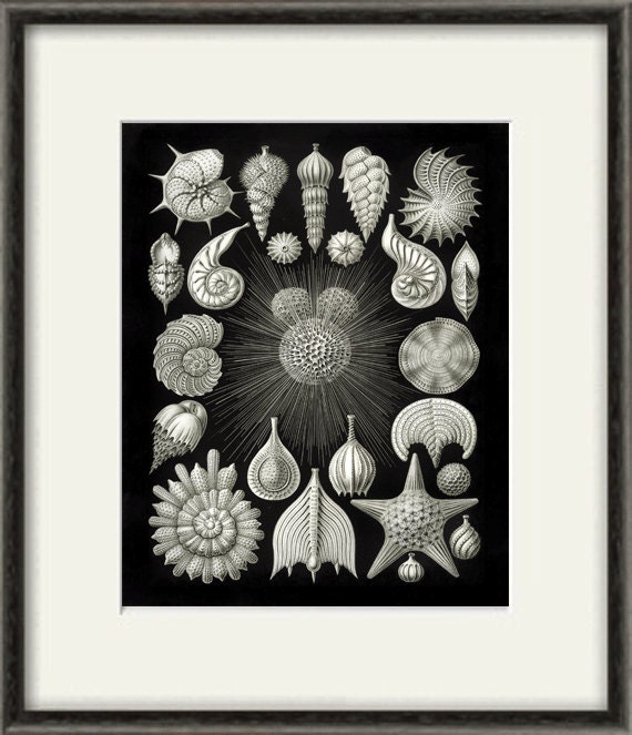 Antique Sea Shell Art Print Vintage Nautical Art Print Sea Art | Etsy