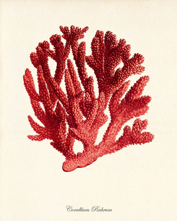 Red Coral Painting