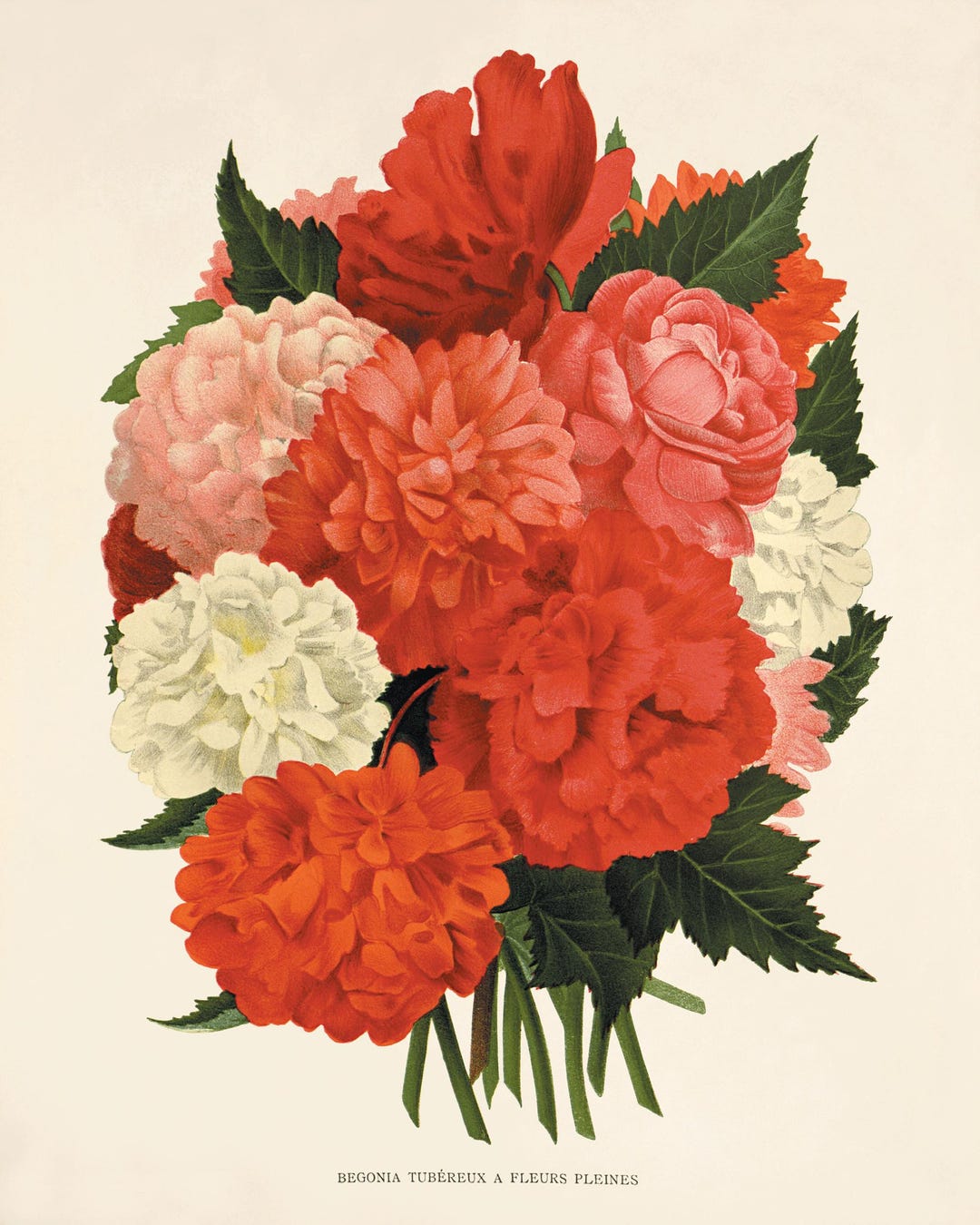 Vintage Begonia Art Print: 1800s Botanical Illustration - Etsy