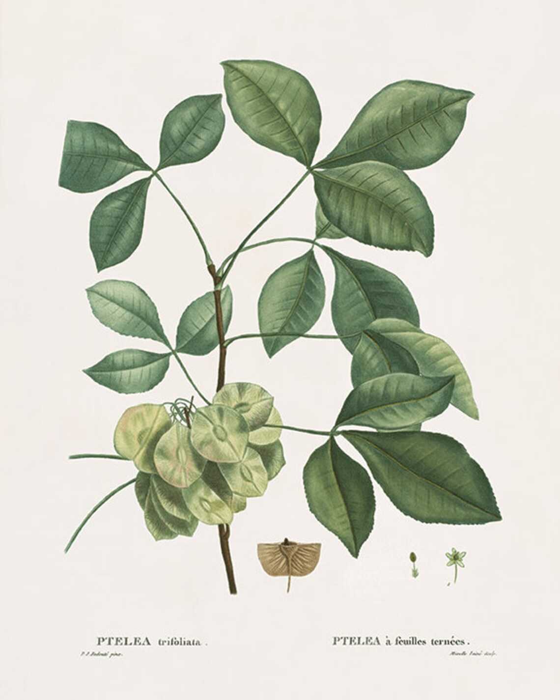 Botanical Print Set Leaf Art Print French Botanical Art Print - Etsy