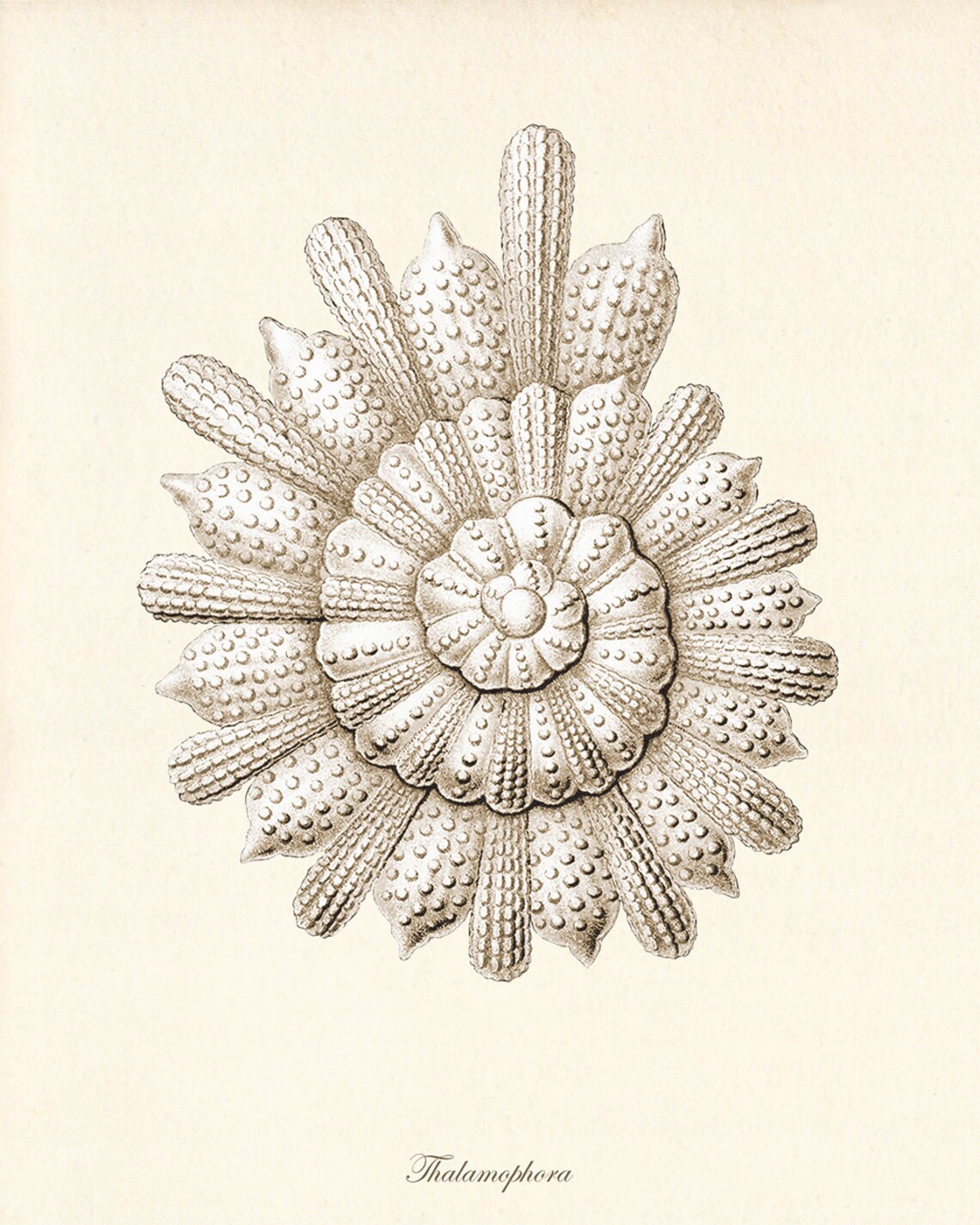 Antique Sea Shell Art Print Sea Beach Art Nautical Print Ocean | Etsy