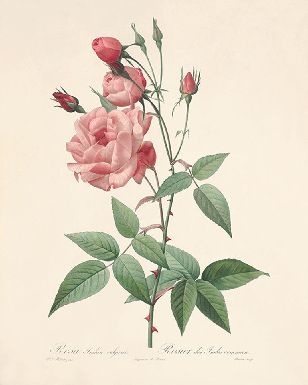 Pink Rose Print Antique Prints Botanical Wall Art Home Decor Wall ...