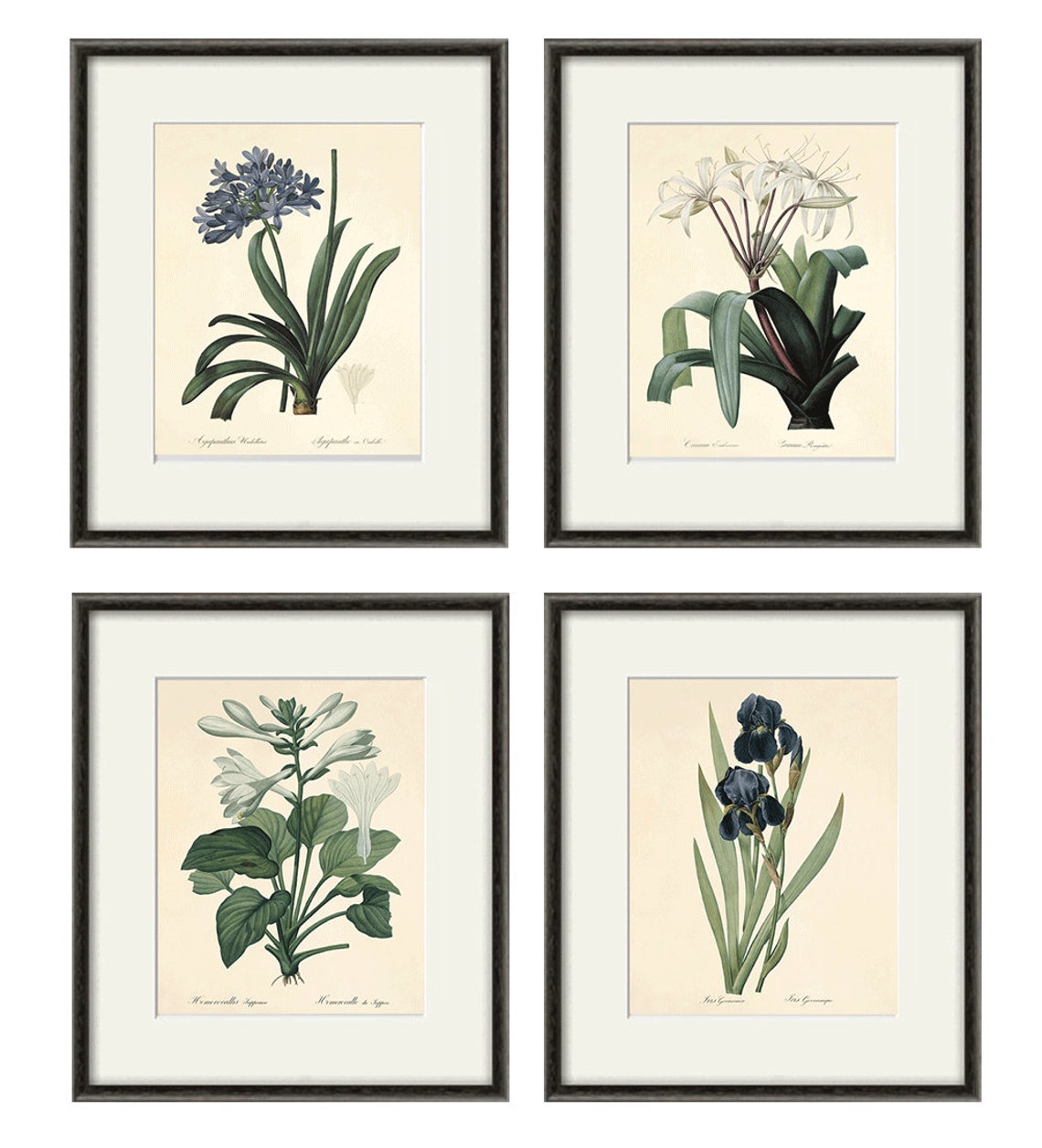 Antique Flower Art Print Set Antique Prints Botanical Prints - Etsy