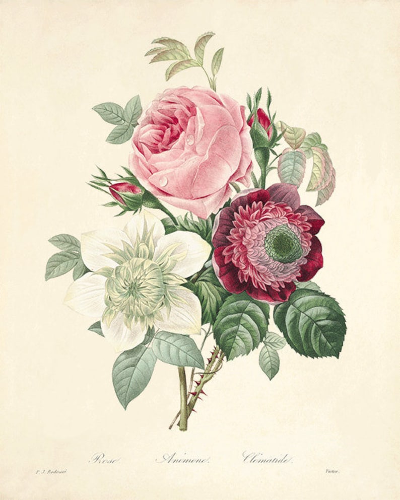 Rose Art Print Poster Antique Prints Botanical Art Prints Home - Etsy