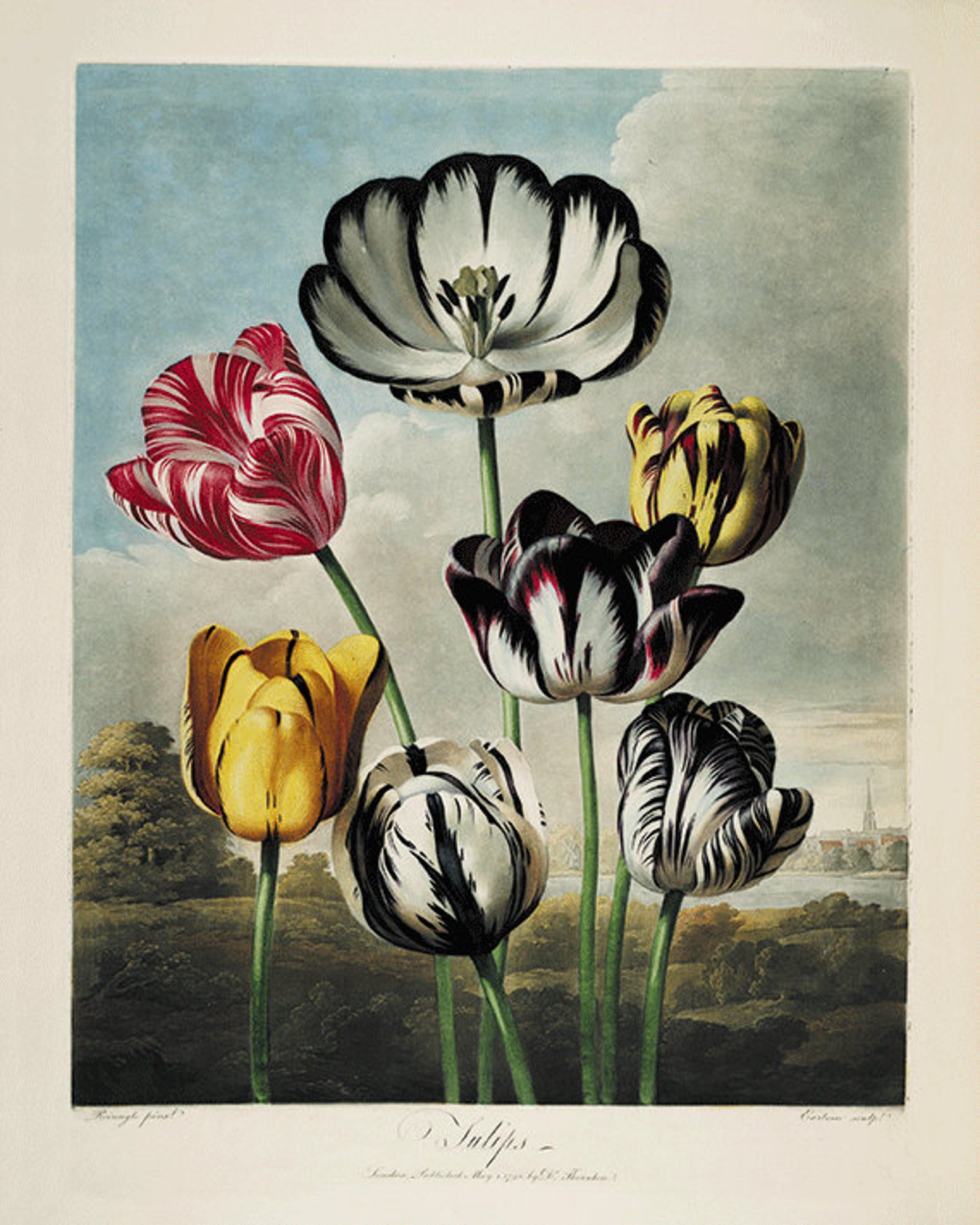 Tulip Art Print Antique Prints Flower Art Print Botanical Art - Etsy
