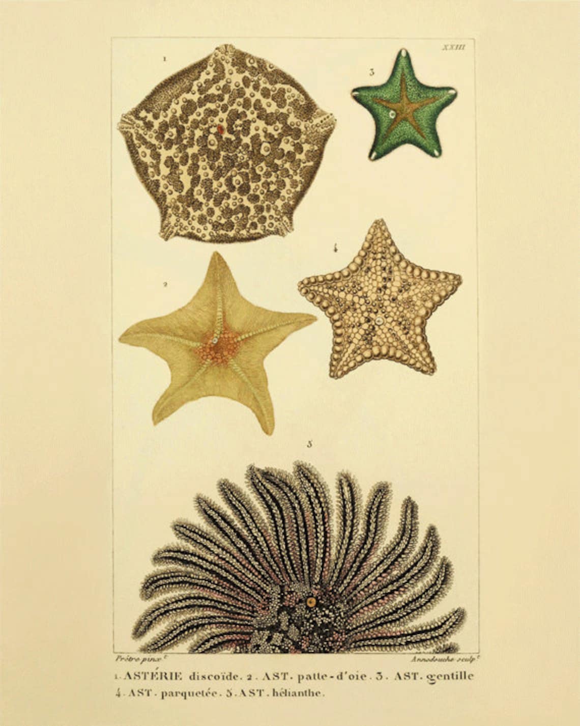 Starfish print vintage nautical art Ocean art Sea beach art | Etsy