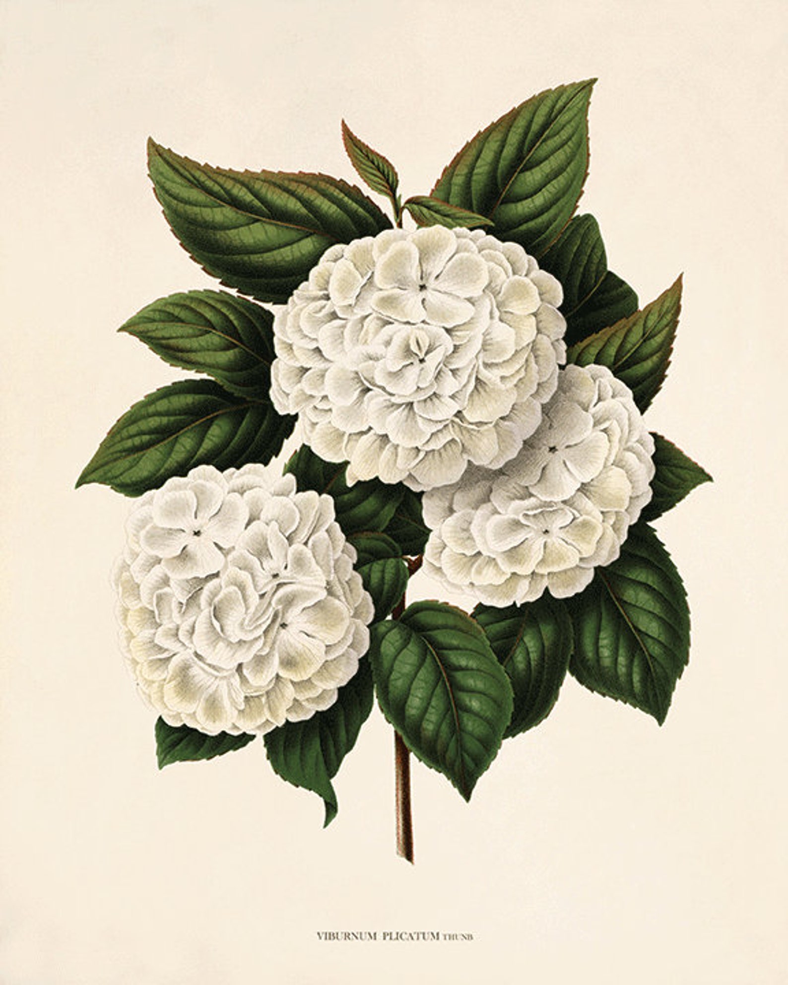 Antique White Flower Botanical Print Set: Victorian Cottage Art - Etsy
