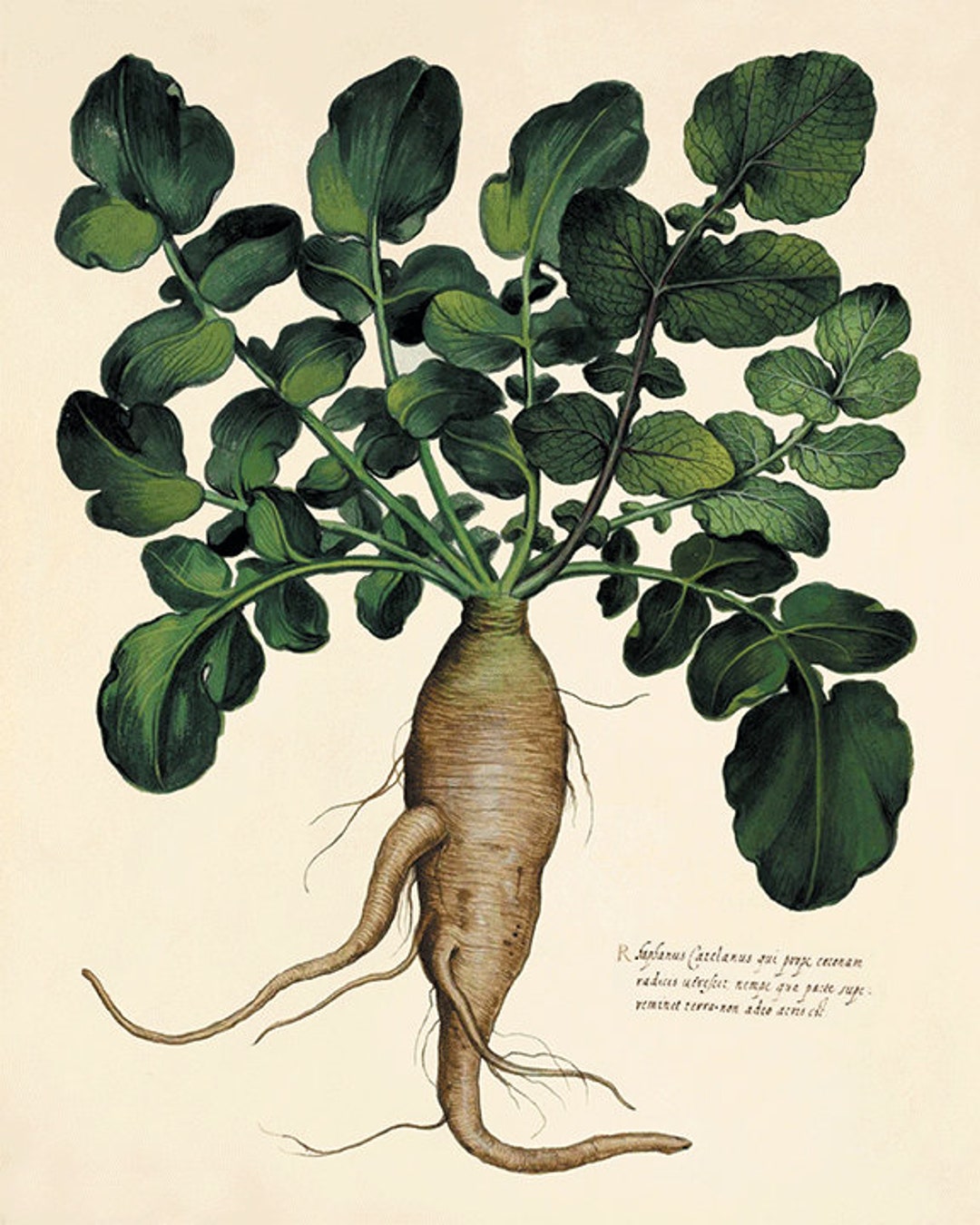 Radish Art Kitchen Art Print Antique Botanical Art Prints Vintage ...