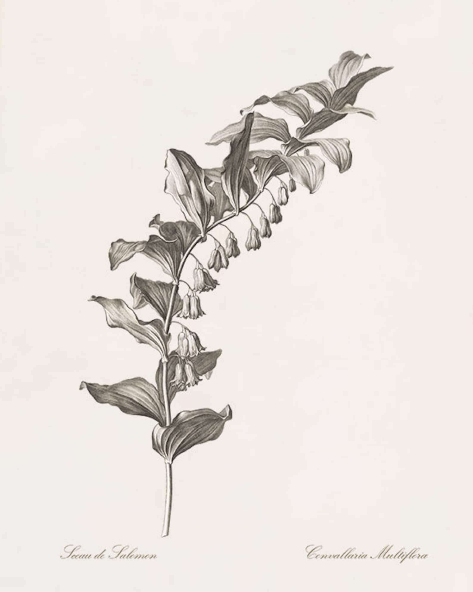 Antique Botanical Prints SET of 9 Botanical Art Prints Flower | Etsy