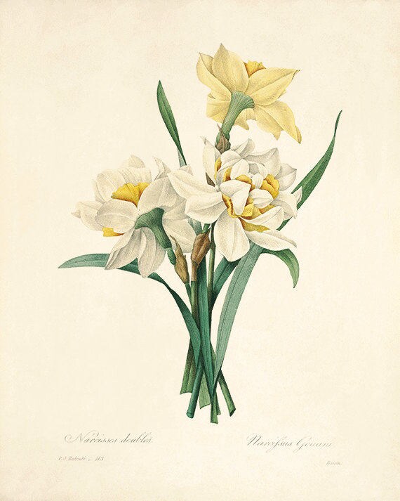 Antique Botanical Print Botanical Art Prints Flower Prints | Etsy