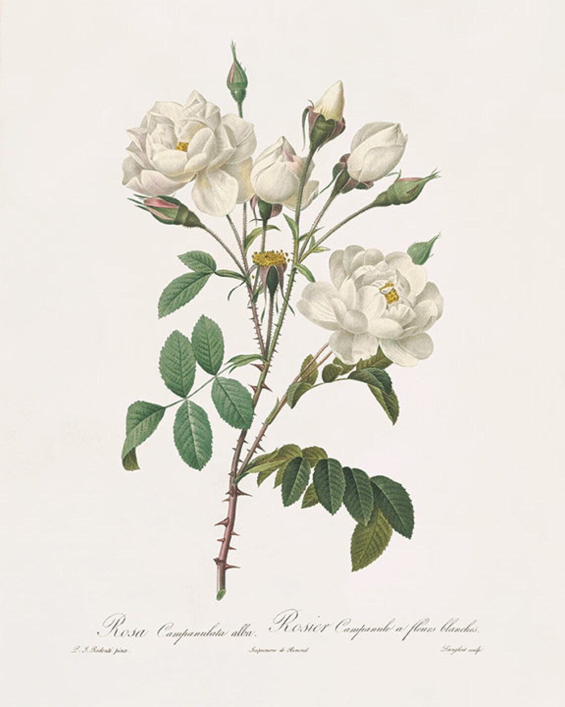 Antique Botanical Print Botanical Art Prints Flower Prints - Etsy