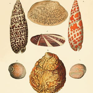 Antique Sea Shell Art Print Sea Beach Art Nautical Print Ocean Print ...