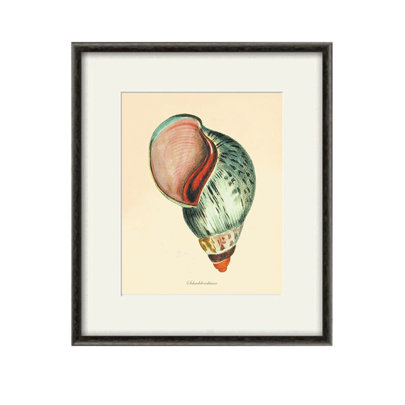 Sea Shell Art Print Antique Prints Nautical Art Print Ocean - Etsy