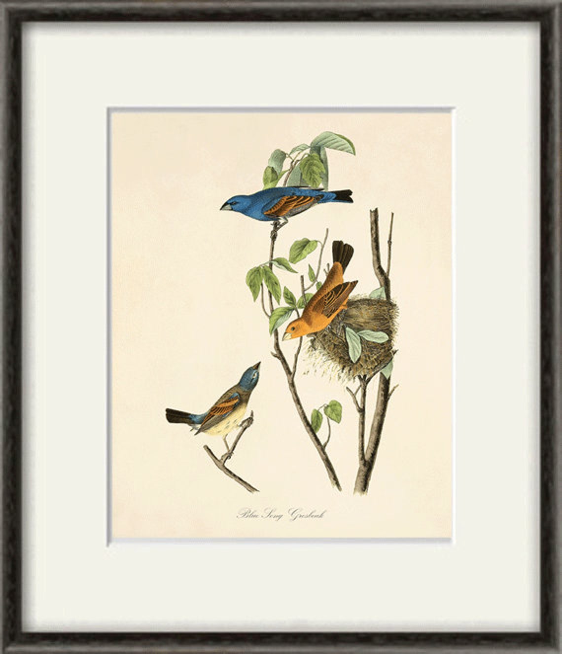 Antique Bird Print Set Bird Art Print Set Antique Prints Bird - Etsy