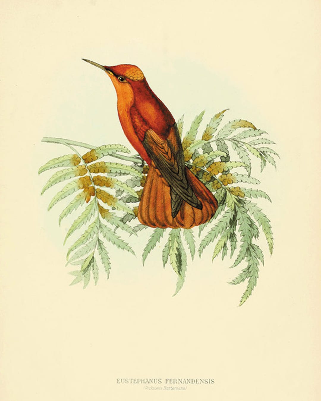 Antique Hummingbird Print: Vintage Bird Illustration, Natural History ...
