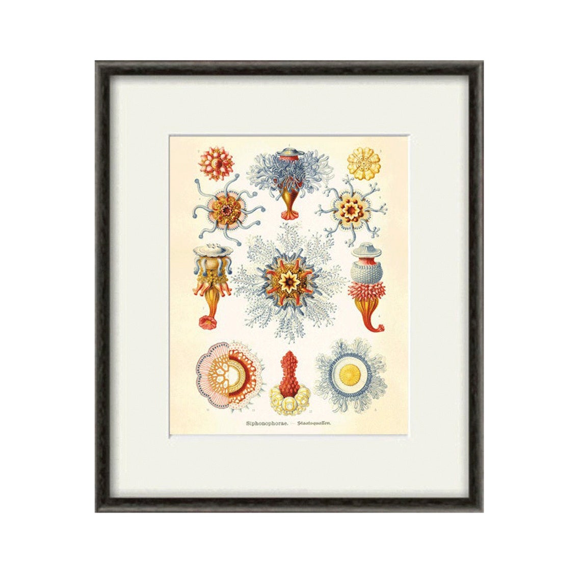 Jellyfish Art Print Sea Beach Art Ocean Art Ocean Decor Beach - Etsy