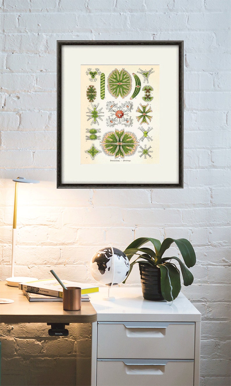 Algae Art Print Nautical Art Print Vintage Sea Art Print Sea - Etsy