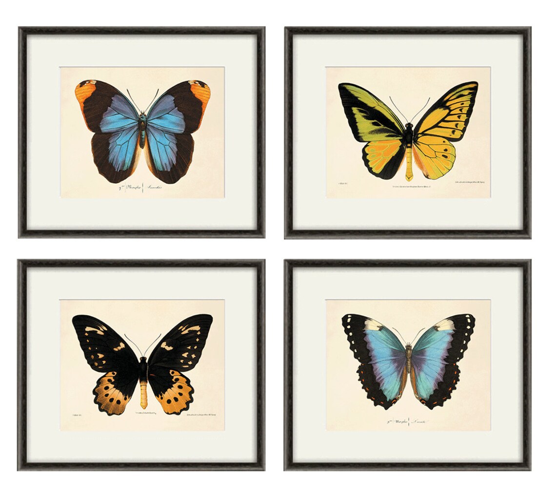 Antique Butterfly Art Butterfly Print Set Natural History Art Old ...