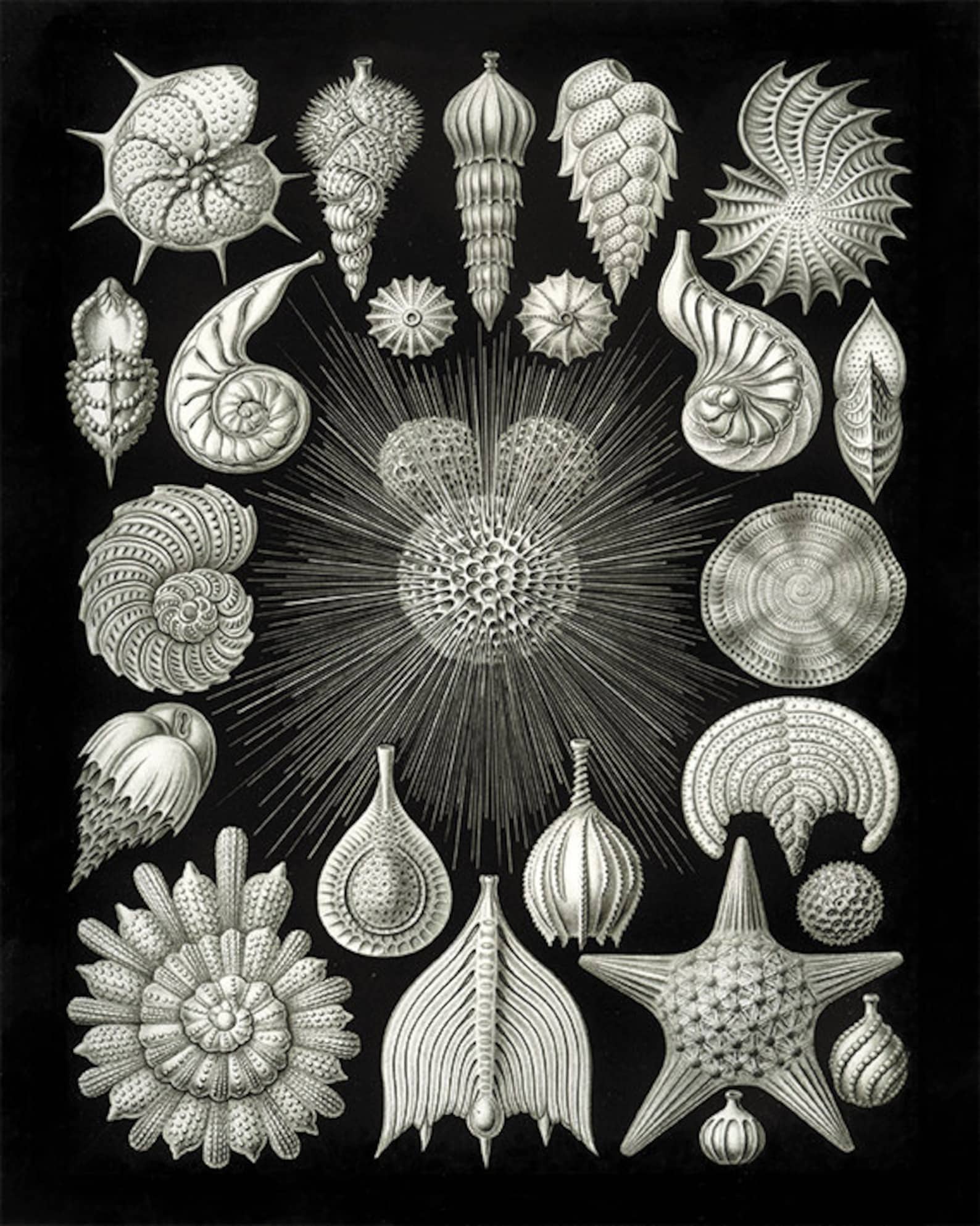 Antique Sea Shell Art Print Vintage Nautical Art Print Sea Art - Etsy