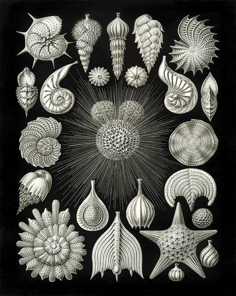 Antique Sea Shell Art Print Vintage Nautical Art Print Sea Art - Etsy