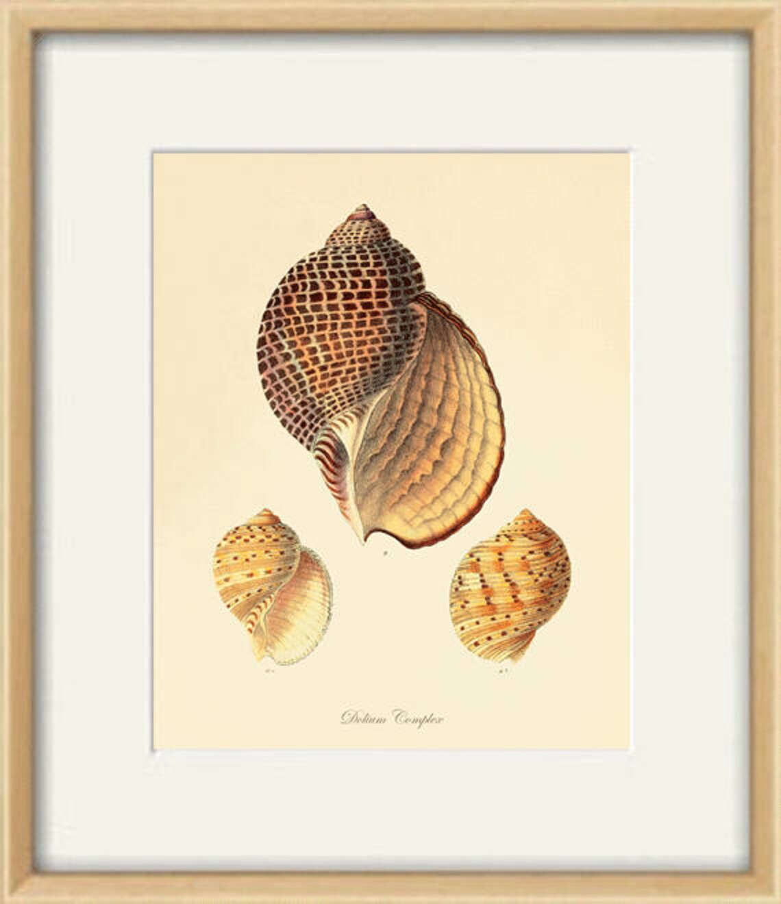 Sea shell art print Beach decor art Sea beach art nautical | Etsy