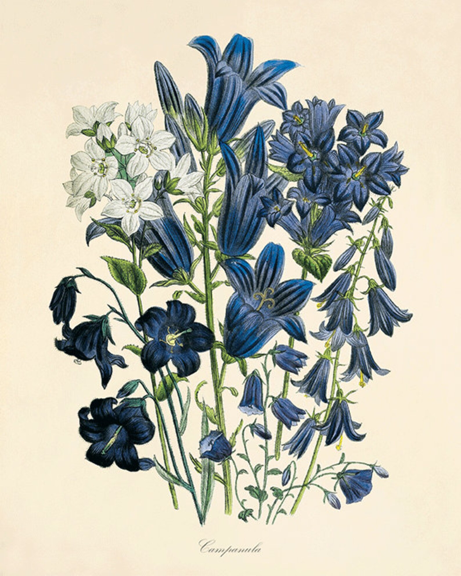 Blue botanical prints vintage flower art Cottage wall art | Etsy