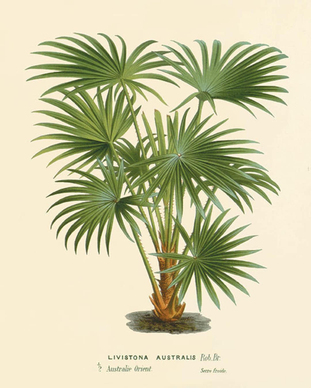 Palm Tree Art Print Antique Botanical Art Prints Home Decor Wall Art ...