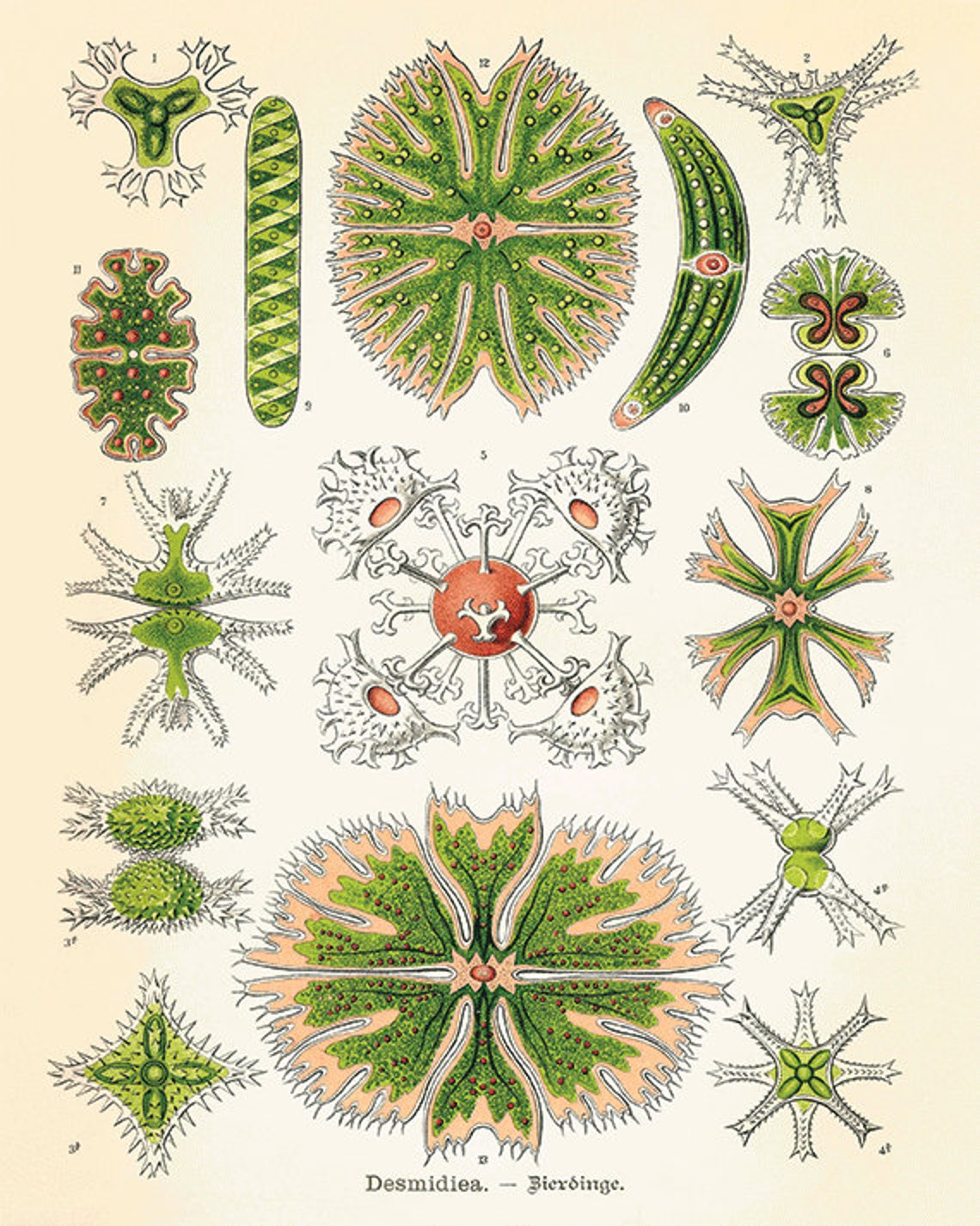 Algae Art Print Nautical Art Print Vintage Sea Art Print Sea - Etsy