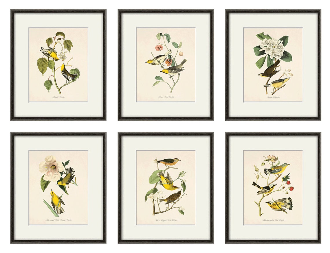 Antique Bird Print set Bird art print set antique prints bird | Etsy