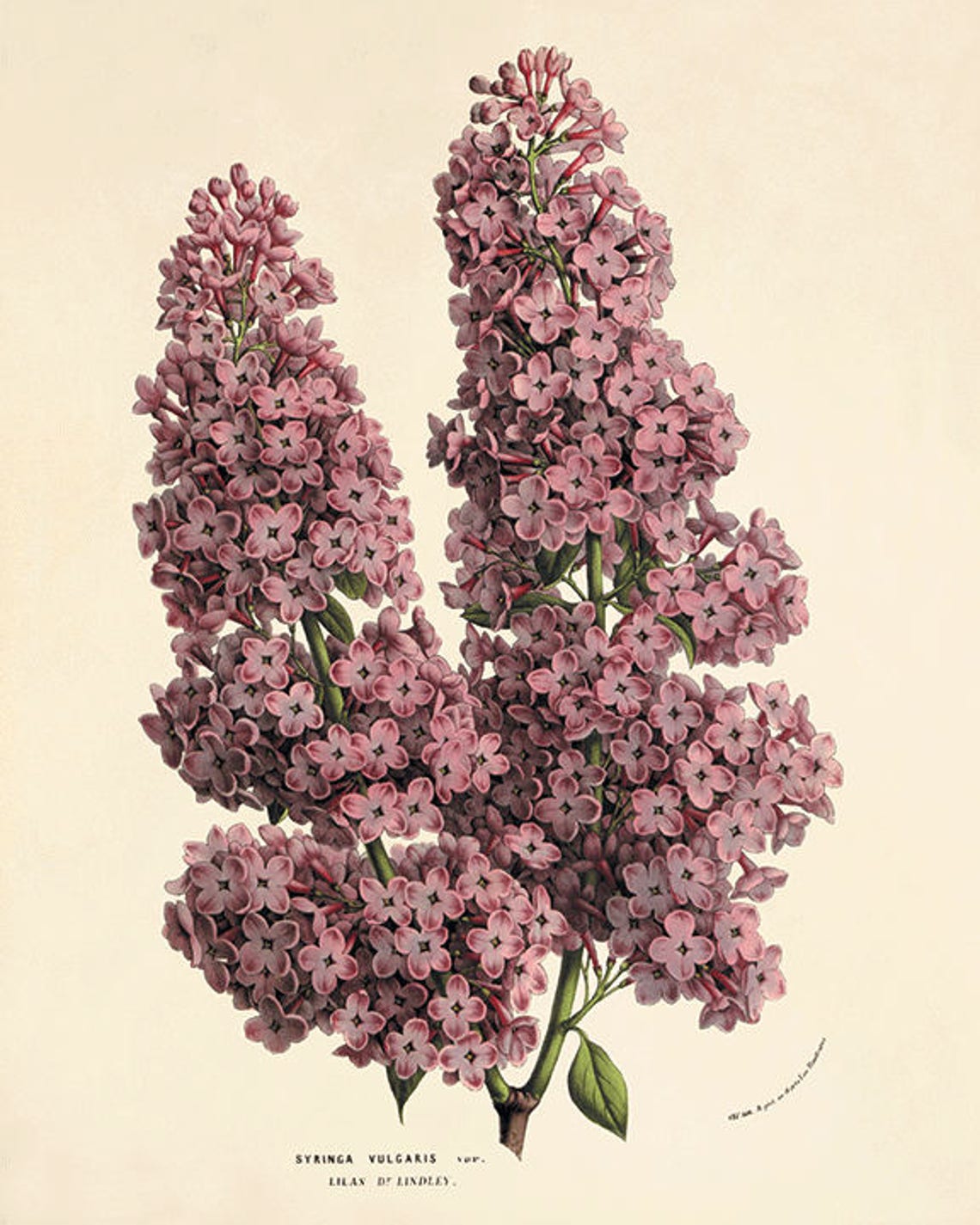 Lilac Art Print Antique Prints Flower Art Print Botanical Art | Etsy