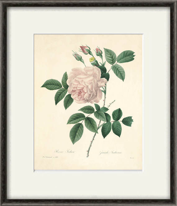 Rose Art Print Poster Antique Prints Botanical Art Prints Home | Etsy