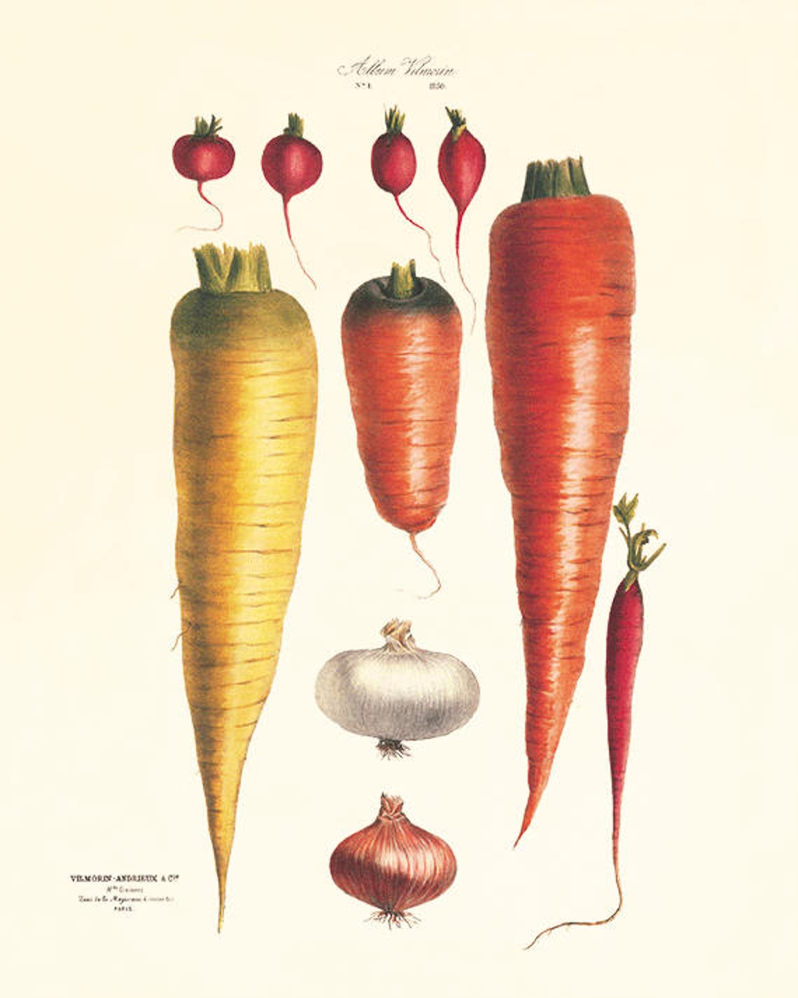 Vegetable Art Print Antique Botanical Print Vegetable Print - Etsy