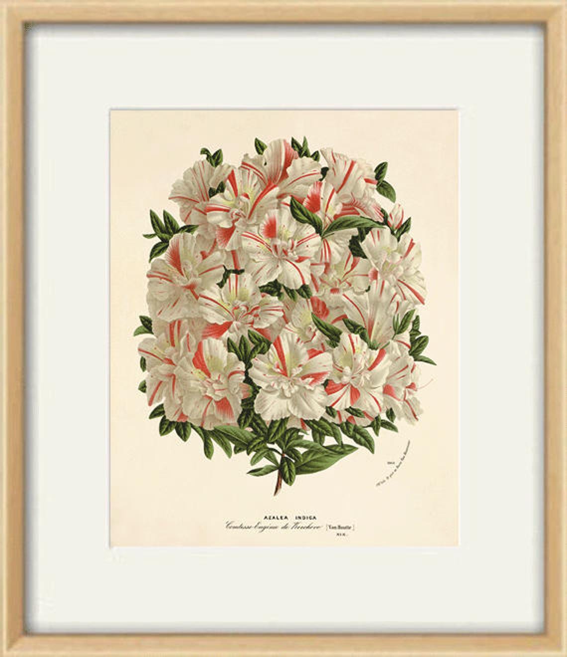 Azalea Antique Prints Botanical Art Prints White Flower Art | Etsy