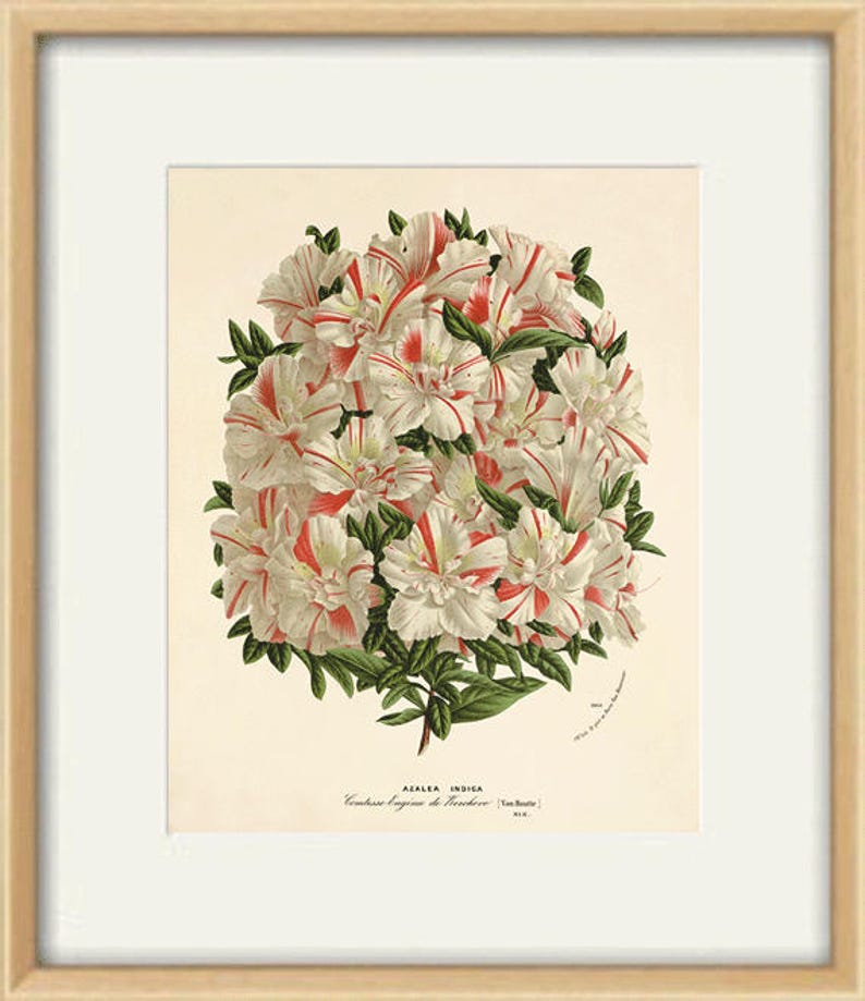 Azalea Antique Prints Botanical Art Prints White Flower Art | Etsy
