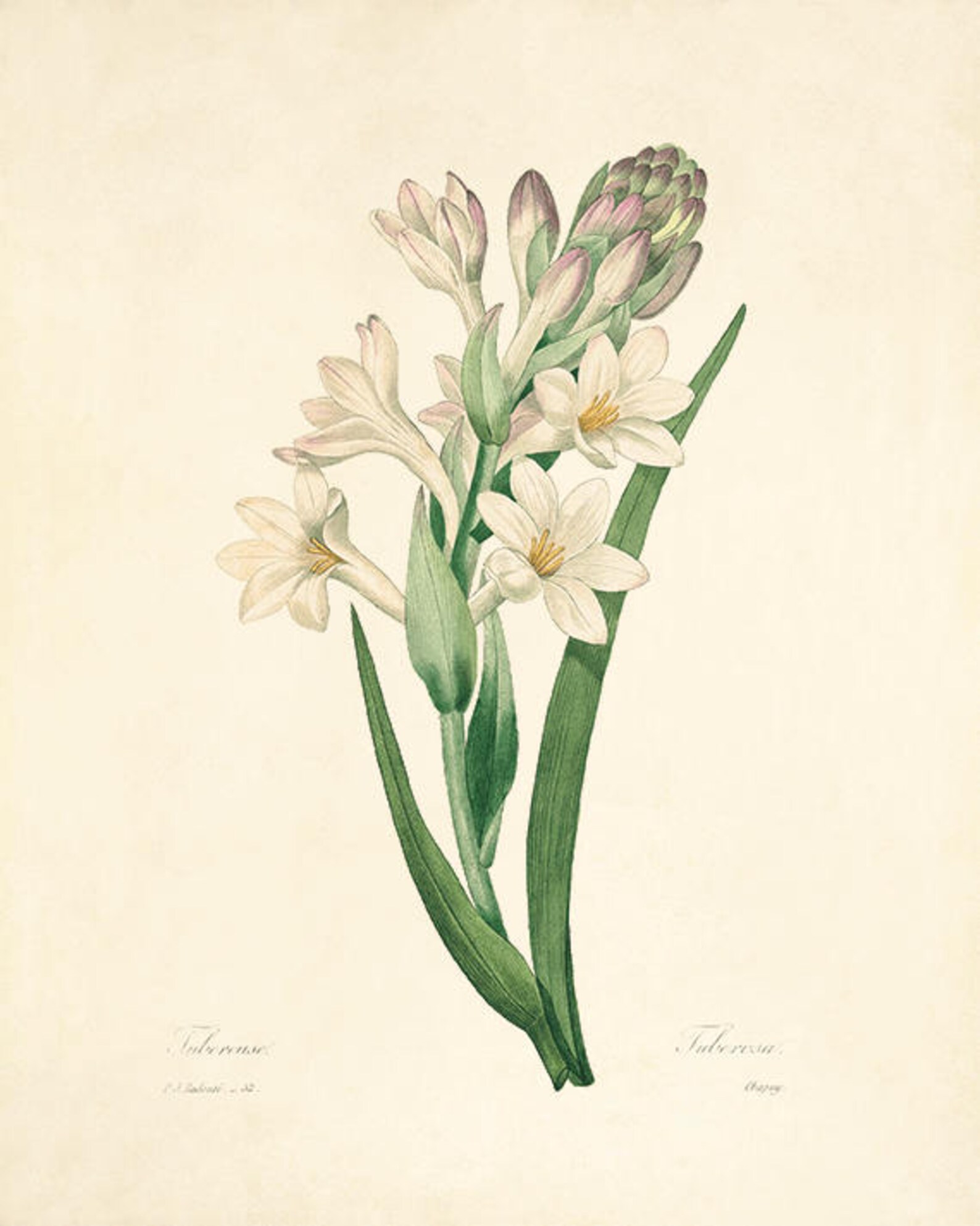Tuberose Art Print Poster Antique Prints Botanical Art Prints - Etsy