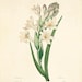 Tuberose Art Print Poster Antique Prints Botanical Art Prints Home ...