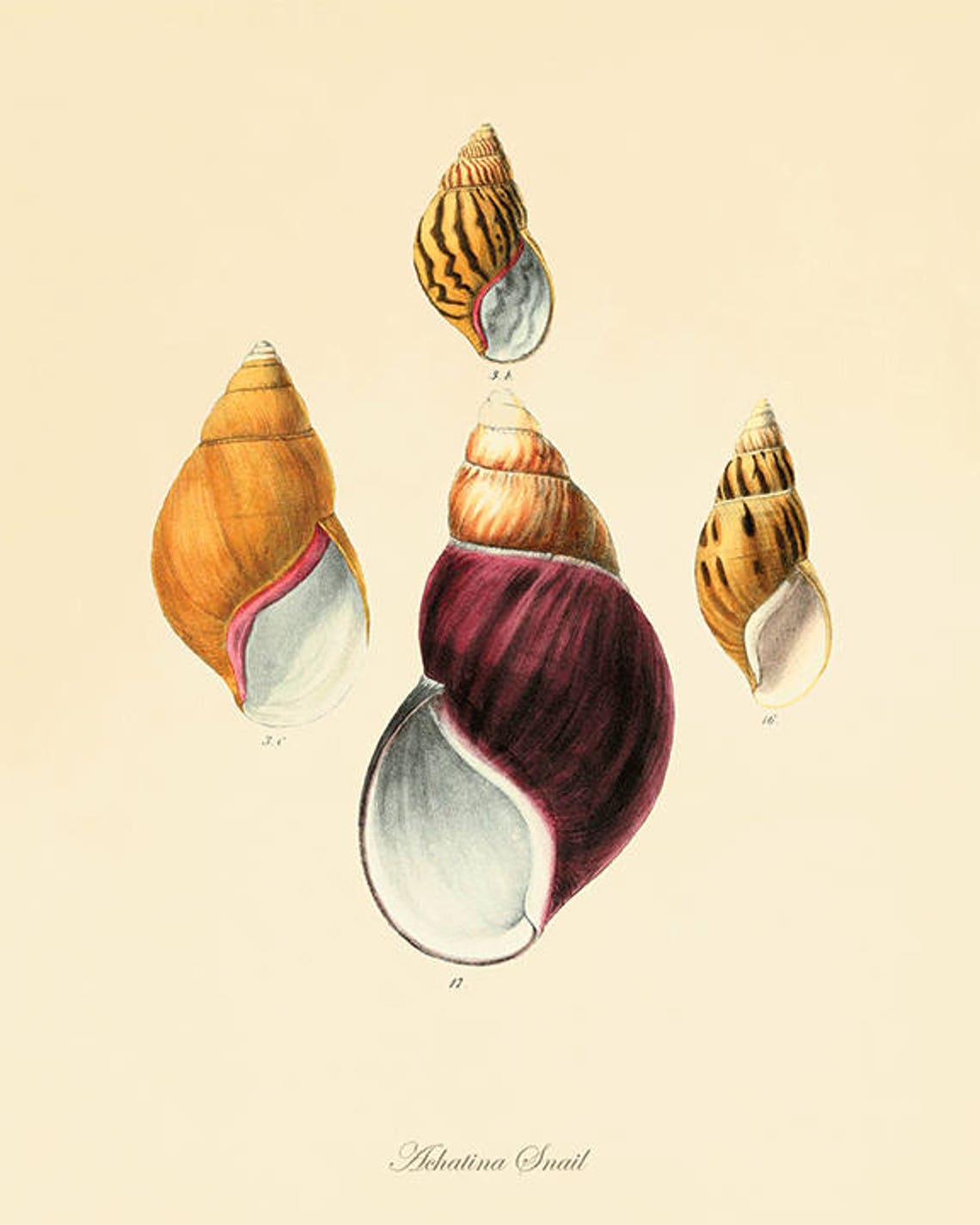 Seashell Art Print Poster Ocean Decor Beach Art Print Natural - Etsy