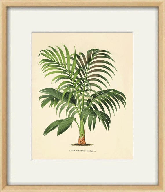 Palm Tree Art Print Antique Botanical Art Prints Home Decor | Etsy