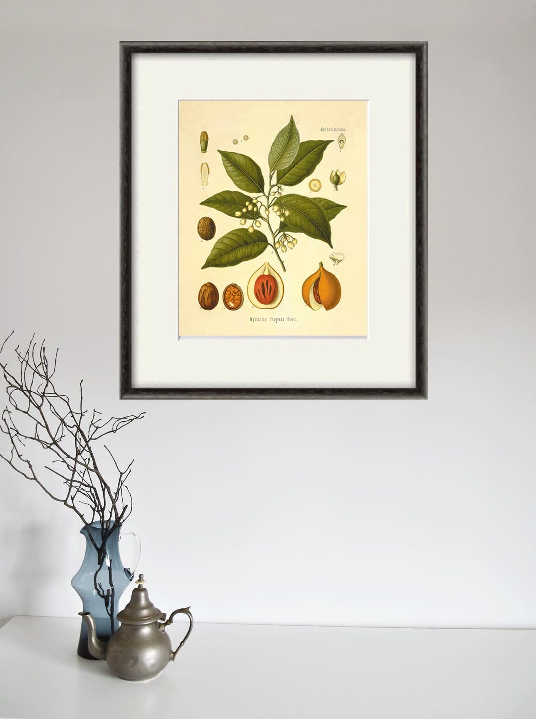 Nutmeg Botanical Art Print: Vintage Kitchen Garden Wall Decor - Etsy