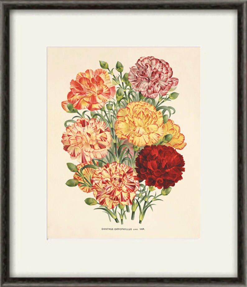 Carnation Antique Flower Art Print Vintage Botanical Prints - Etsy