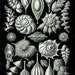 Antique Sea Shell Art Print Vintage Nautical Art Print Sea Art Print ...