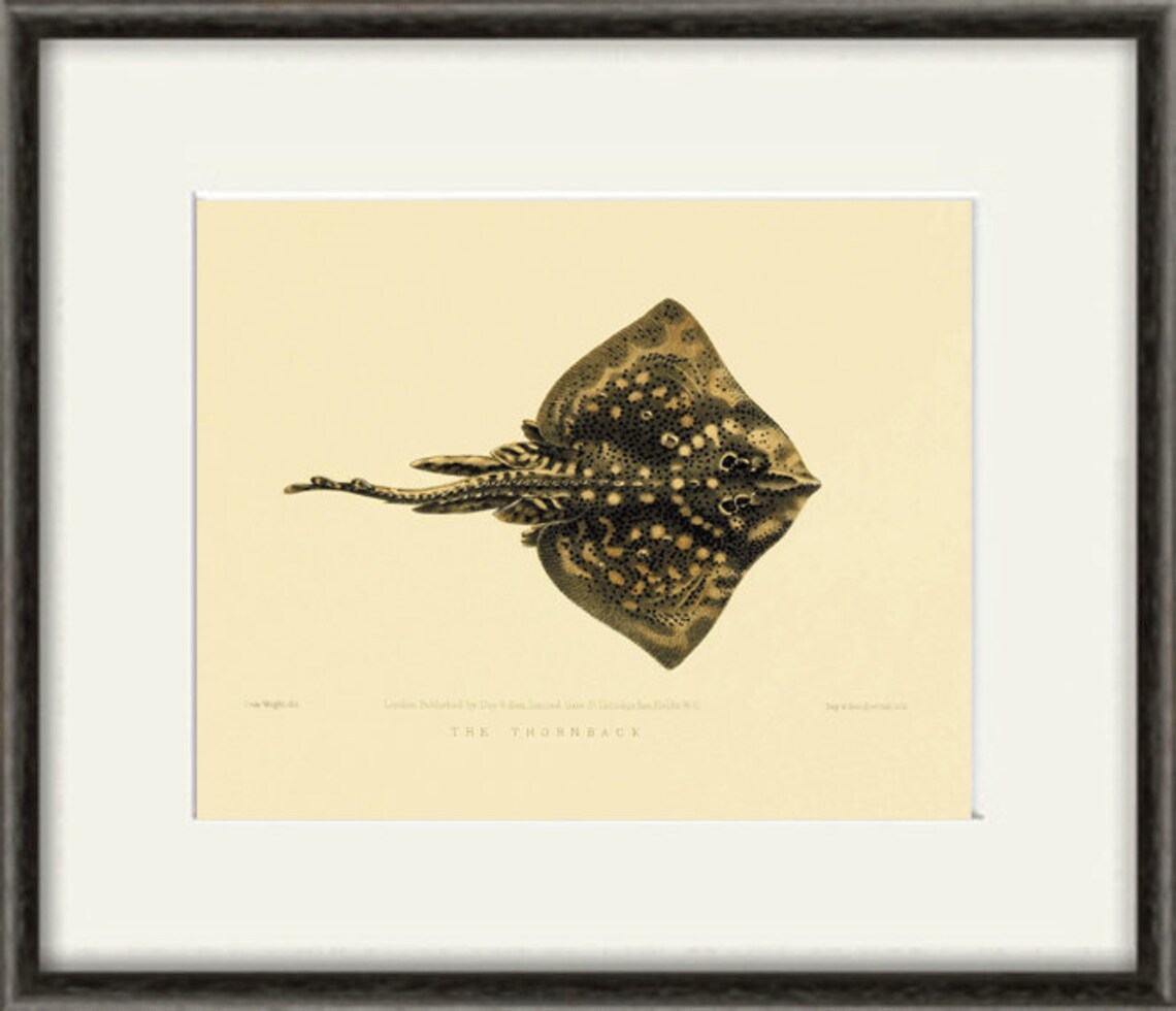 Stingray Fish art print vintage nautical print Ocean art Sea | Etsy