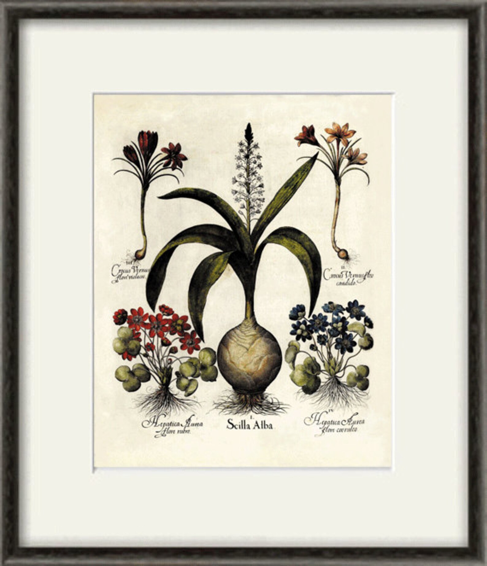 Hyacinth Art Antique Wall Art Flower Art Print Botanical Art | Etsy