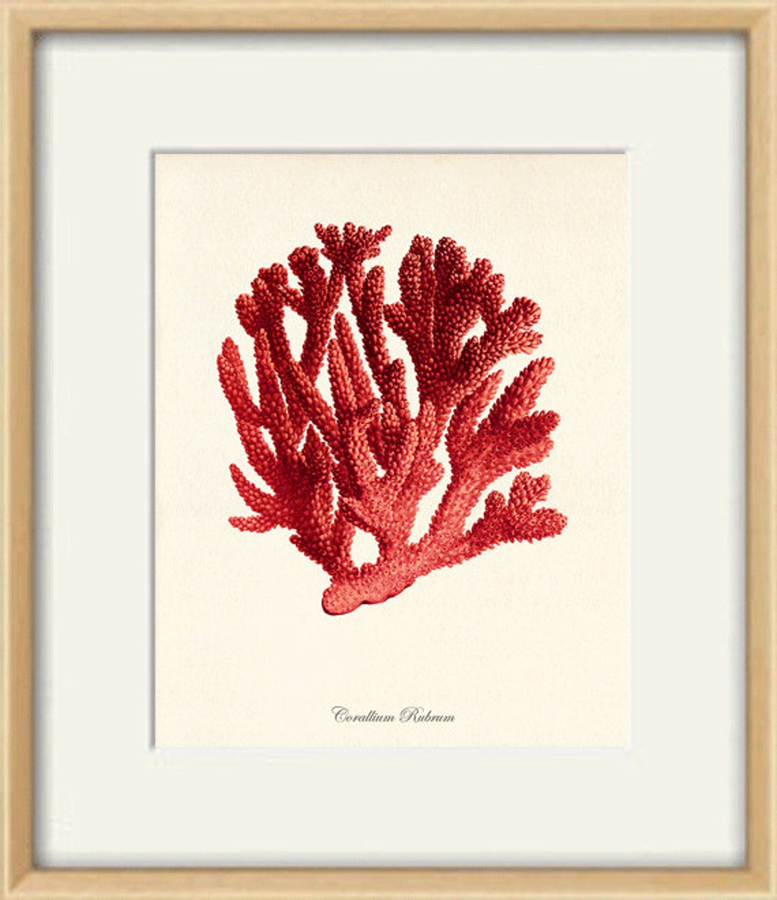 Red Sea Coral Art Print Vintage Sea Art Print Old Prints Nautical Art ...