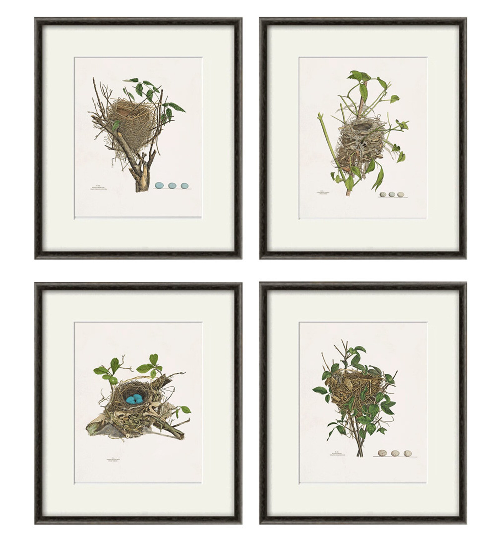 Antique Bird Print Set Bird Art Print Set Antique Prints Bird - Etsy