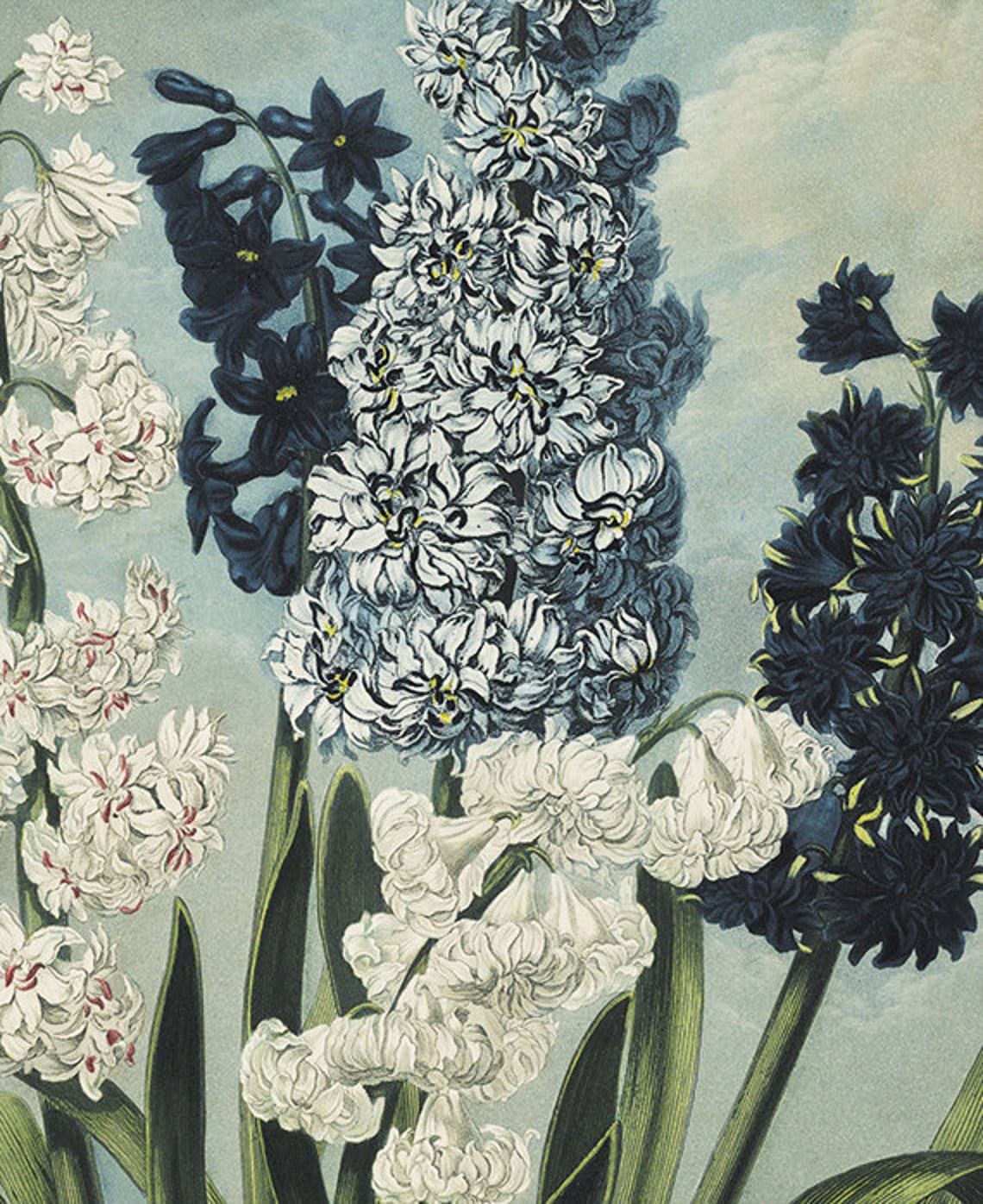 Hyacinth Art Print Vintage Botanical Art Print Flower Art - Etsy