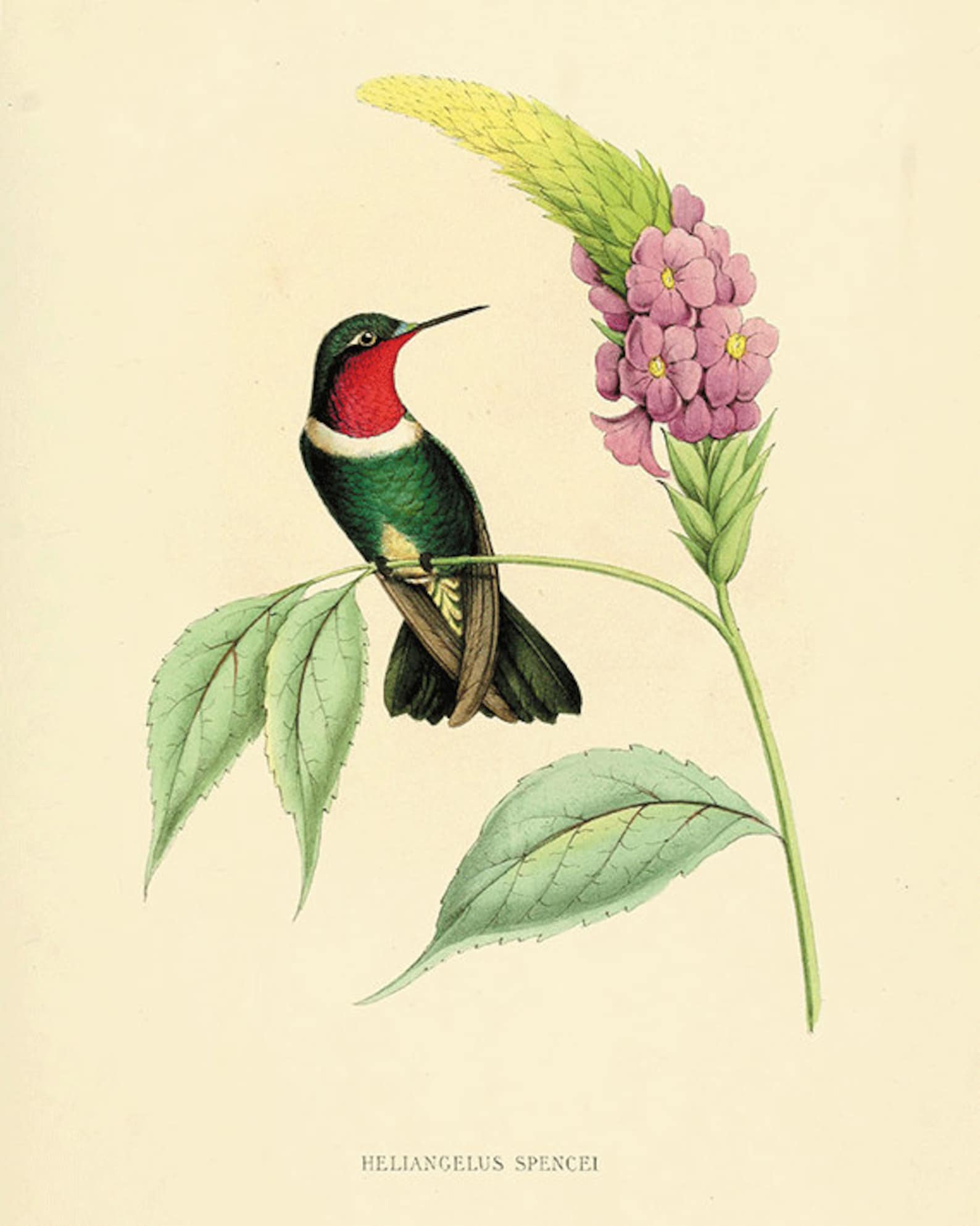 Hummingbirds Art Vintage Bird Print Nature Art Print Vintage - Etsy